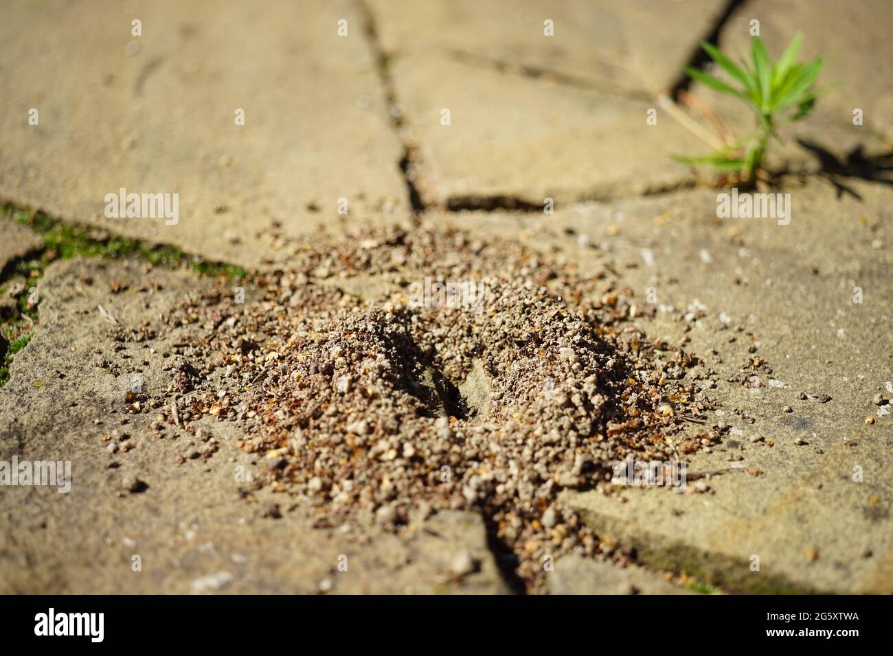 Fresh nest of ants in the stone floor of wild tiles Stock Photo - Alamy