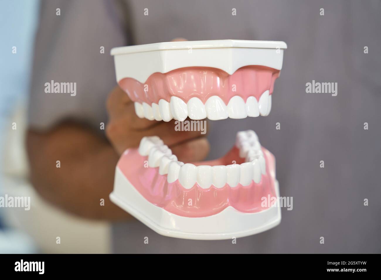 Dental model of human teeth being showed by doctor Stock Photo - Alamy