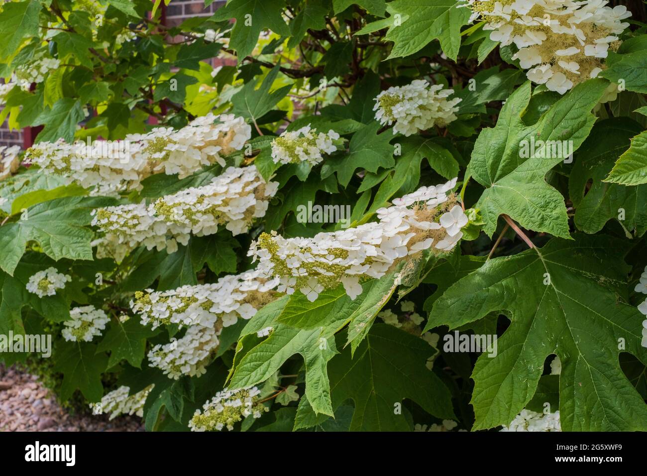 Oakleaf hydrangeas hydrangea quercifolia hi-res stock photography and ...