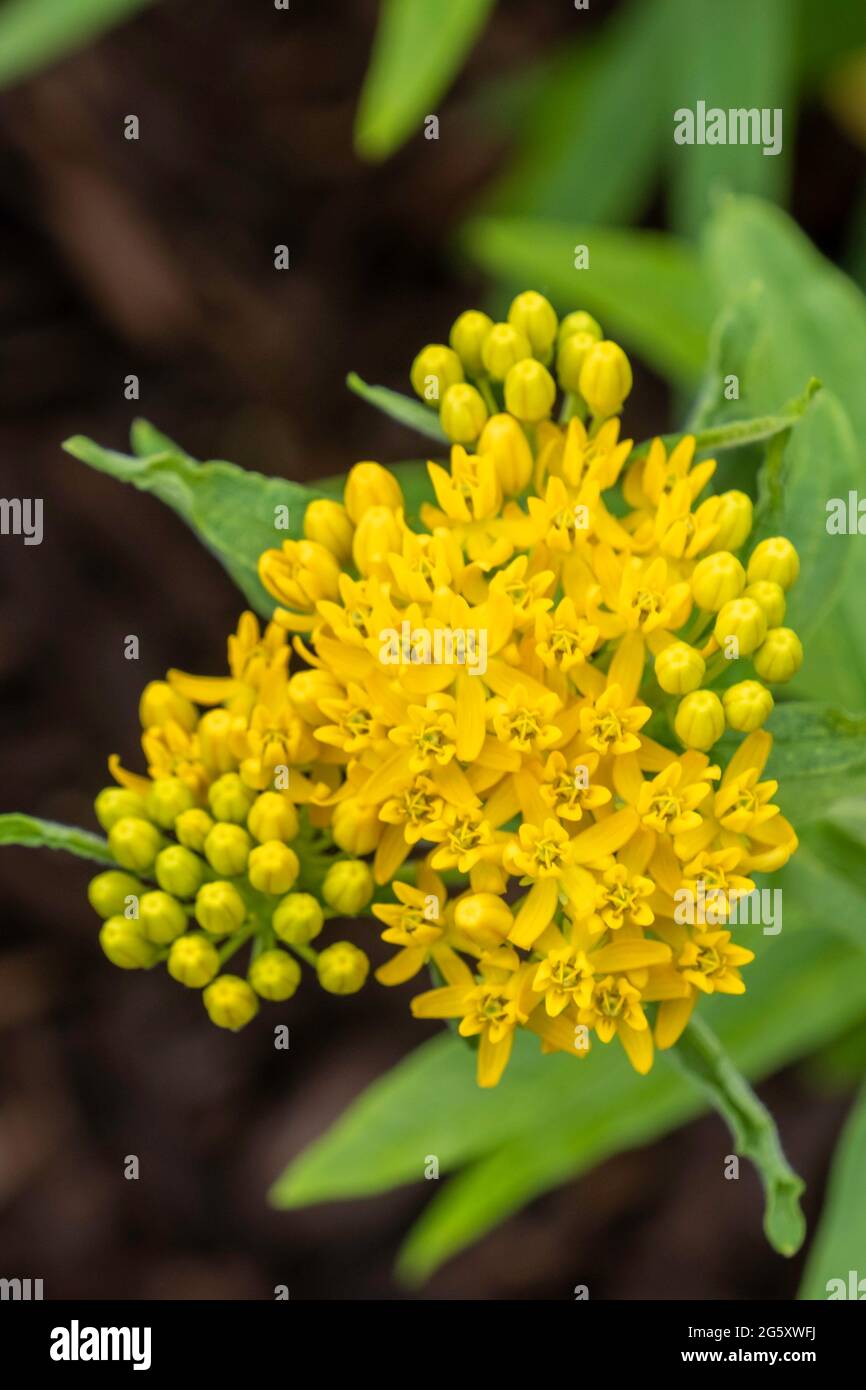 Closeup outdoors daytime vertical hi-res stock photography and images ...