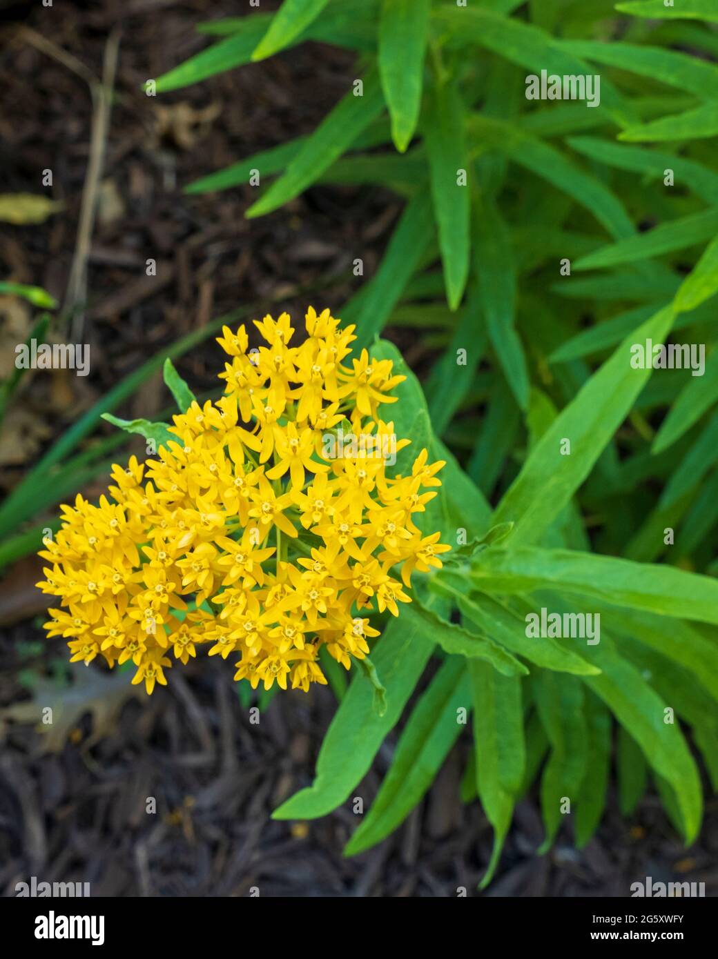 Asclepias Tuberosa Hello Yellow