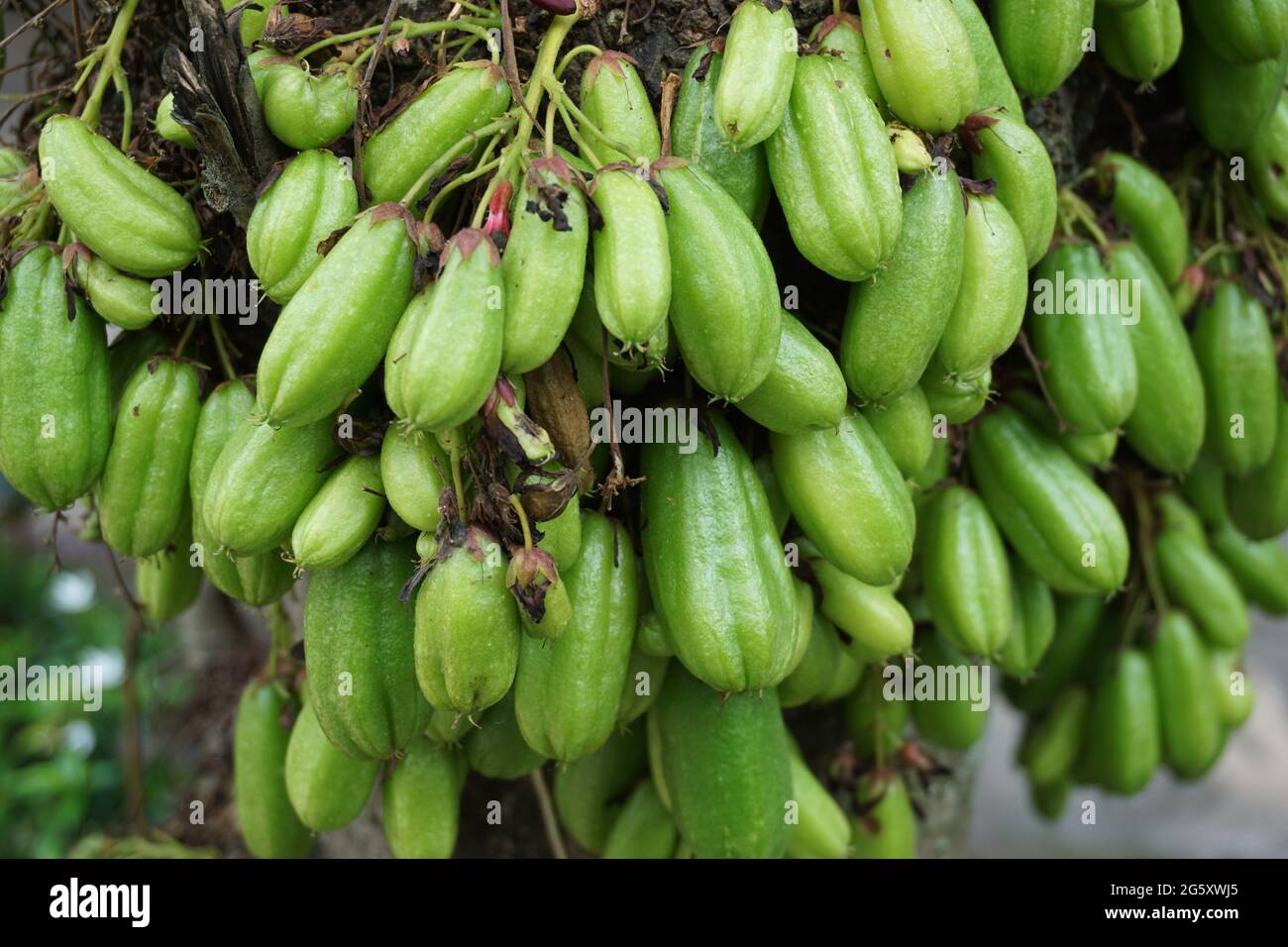 Averrhoa bilimbi (bilimbi, cucumber tree, tree sorrel, belimbing sayur ...