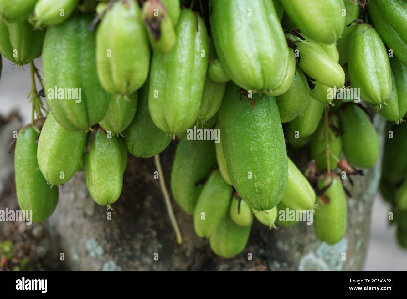 Averrhoa bilimbi (bilimbi, cucumber tree, tree sorrel, belimbing sayur ...