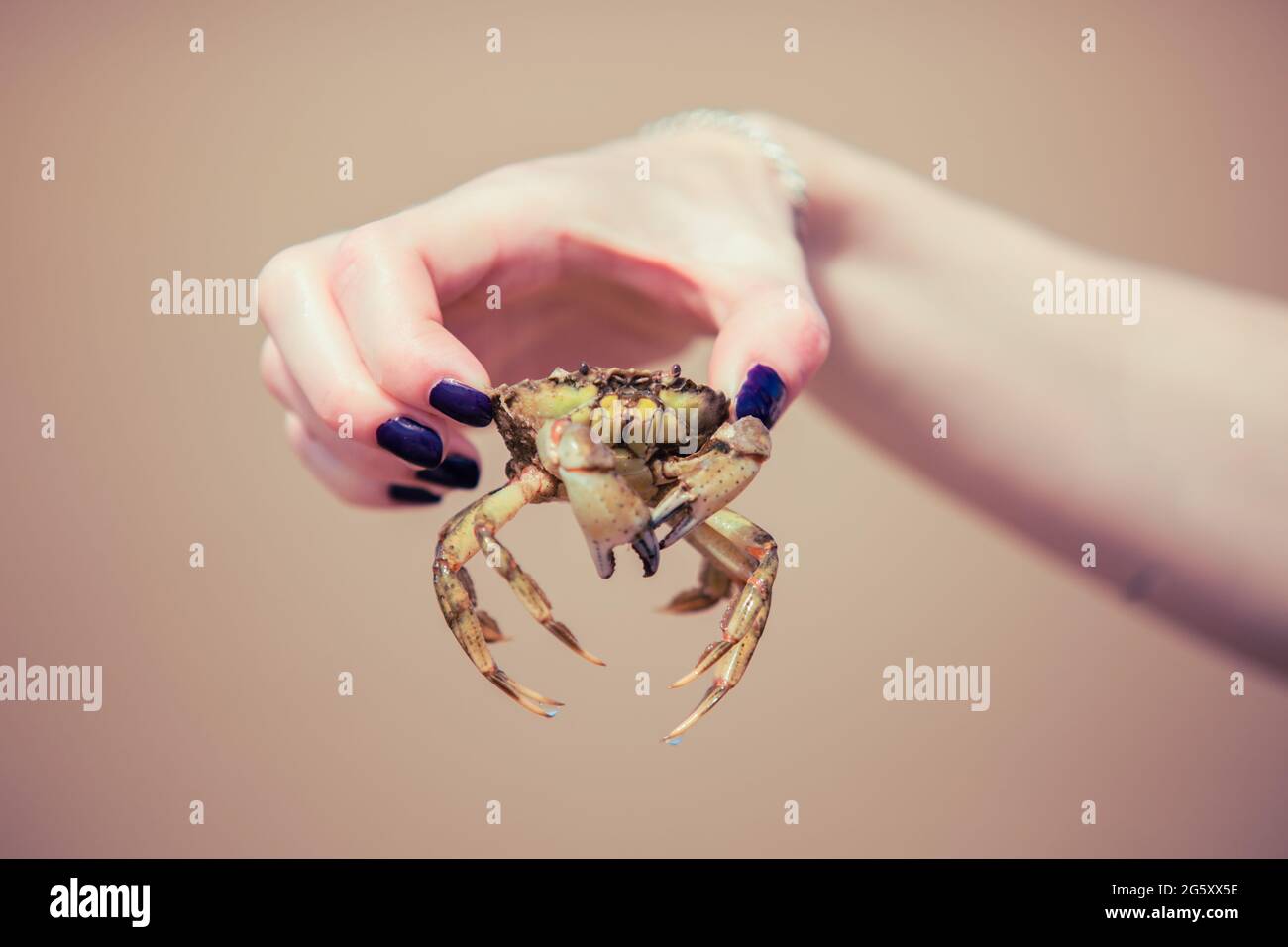 a crab being held by a human on a plain background Stock Photo - Alamy