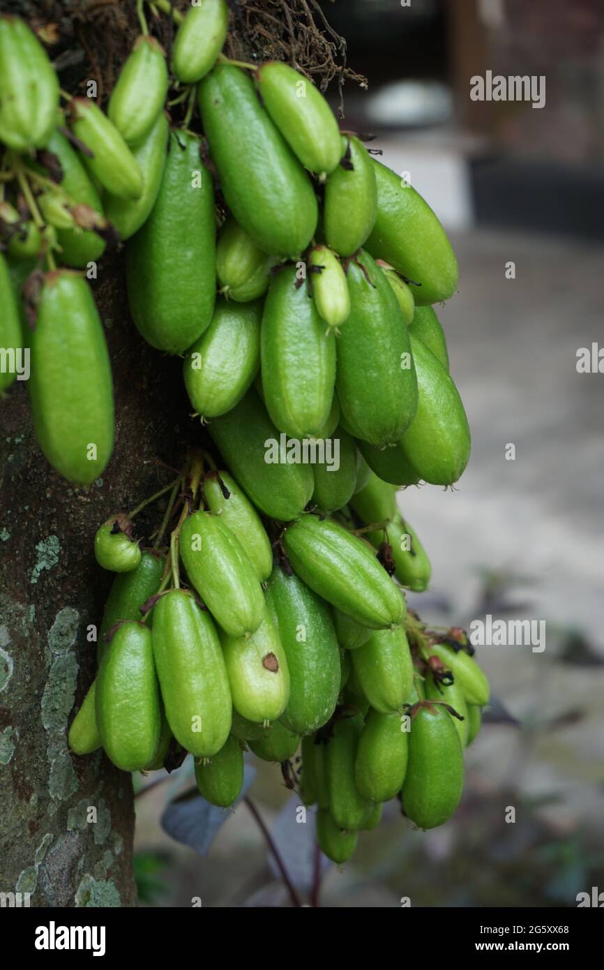 Averrhoa bilimbi (bilimbi, cucumber tree, tree sorrel, belimbing sayur ...