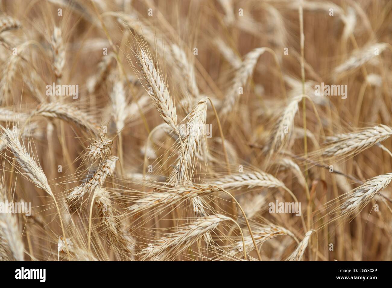 Close up detail of a crop field of barley in sunlight Stock Photo - Alamy