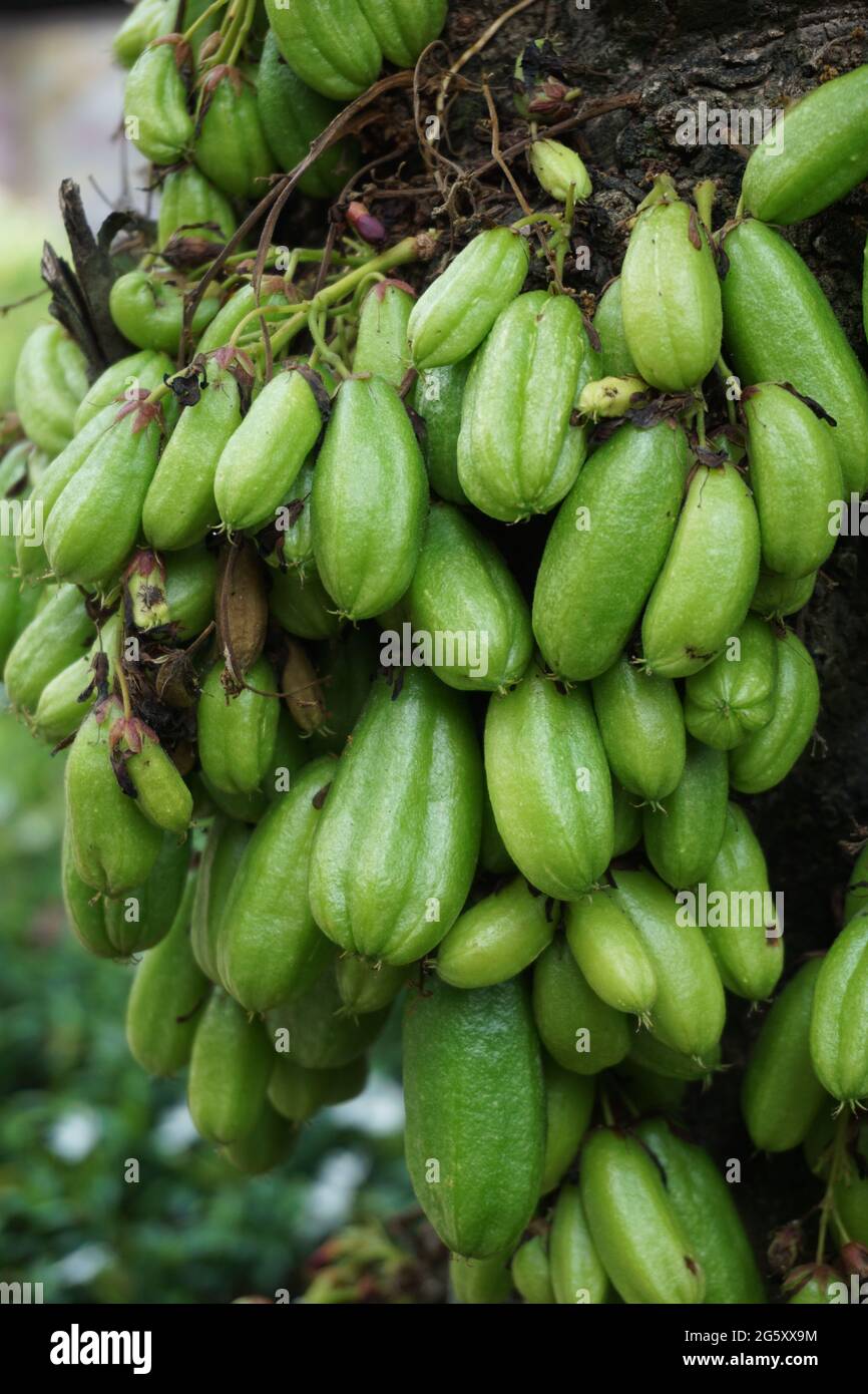 Averrhoa bilimbi (bilimbi, cucumber tree, tree sorrel, belimbing sayur ...