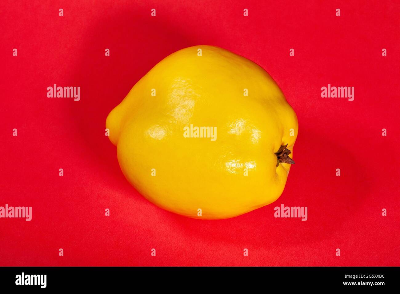 single quince on red background Stock Photo - Alamy