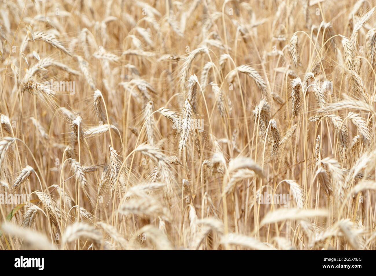 Close up detail of a crop field of barley in sunlight Stock Photo - Alamy