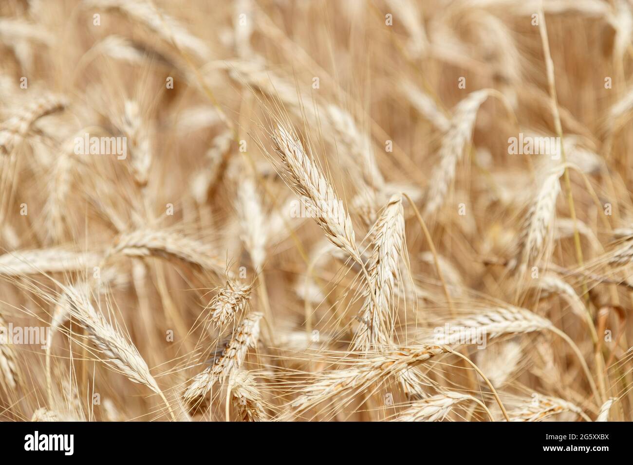 Close up detail of a crop field of barley in sunlight Stock Photo - Alamy