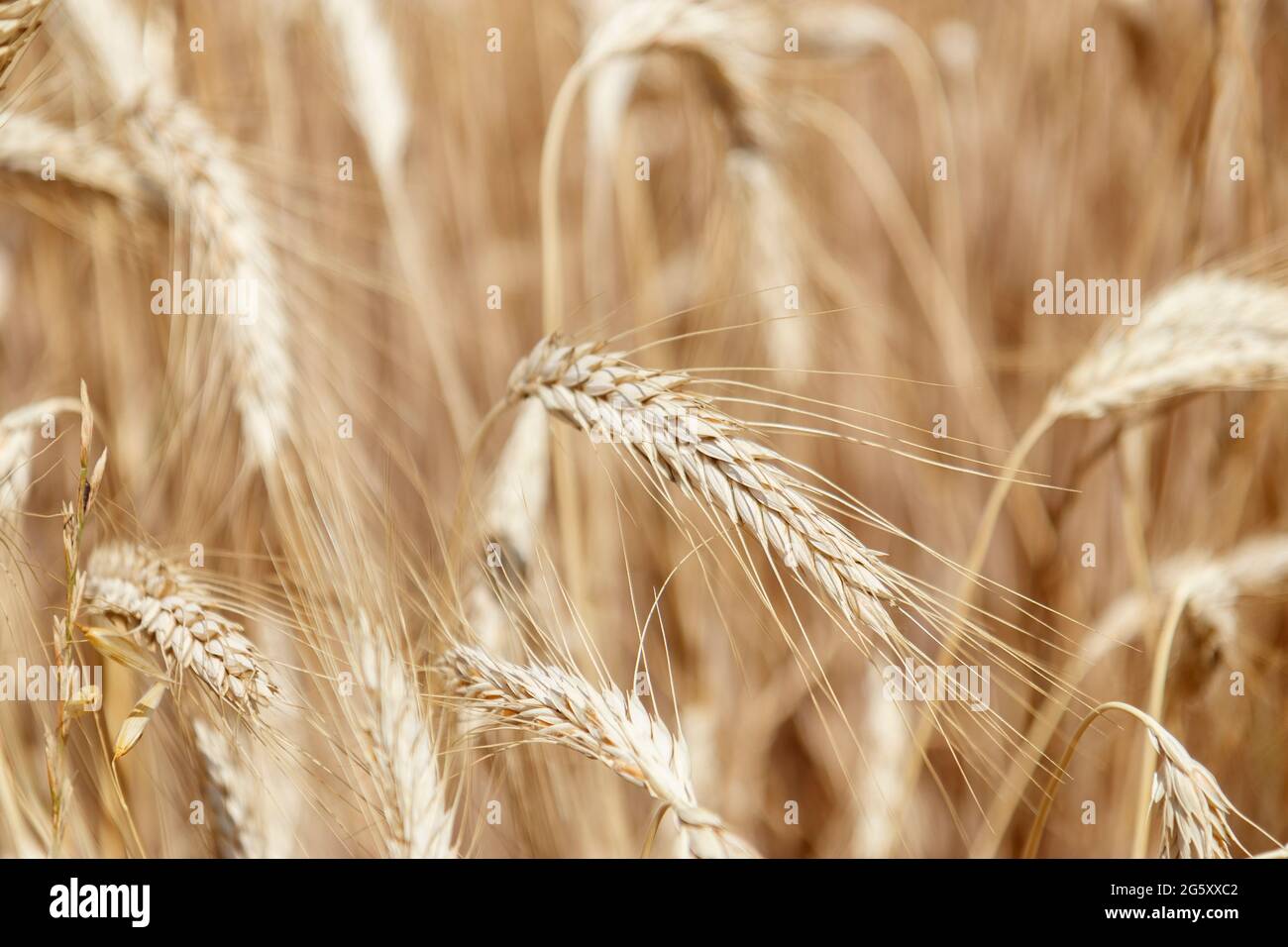 Close up detail of a crop field of barley in sunlight Stock Photo - Alamy