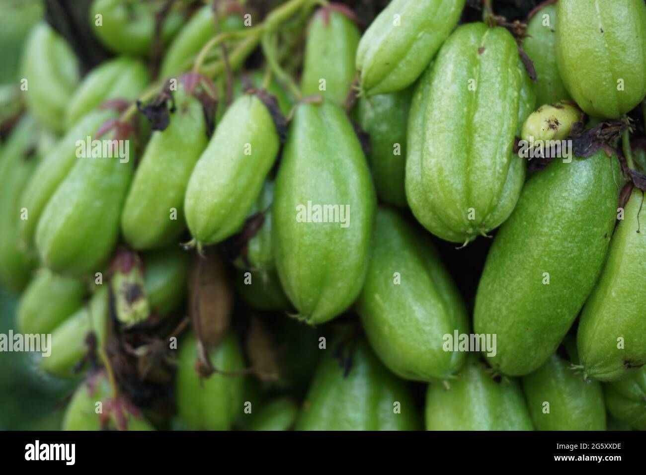 Averrhoa bilimbi (bilimbi, cucumber tree, tree sorrel, belimbing sayur ...