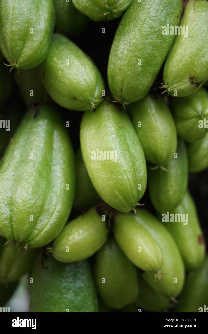 Averrhoa bilimbi (bilimbi, cucumber tree, tree sorrel, belimbing sayur ...