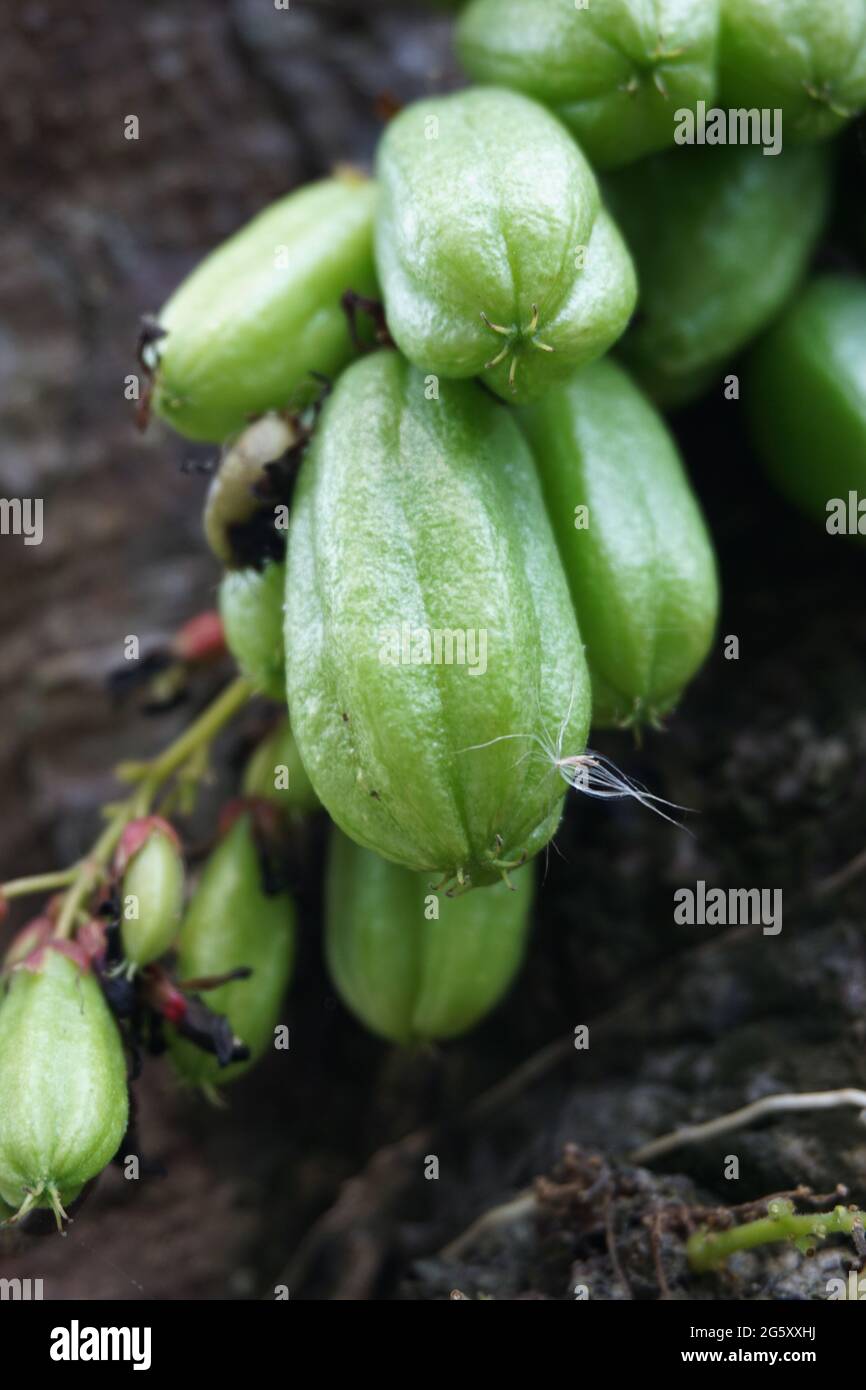 Averrhoa bilimbi (bilimbi, cucumber tree, tree sorrel, belimbing sayur ...
