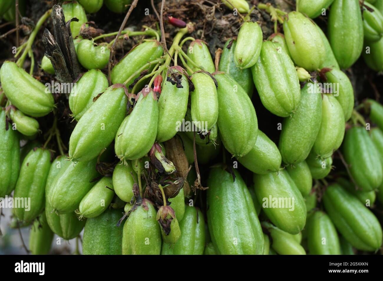 Averrhoa bilimbi (bilimbi, cucumber tree, tree sorrel, belimbing sayur, belimbing wuluh) with a ...