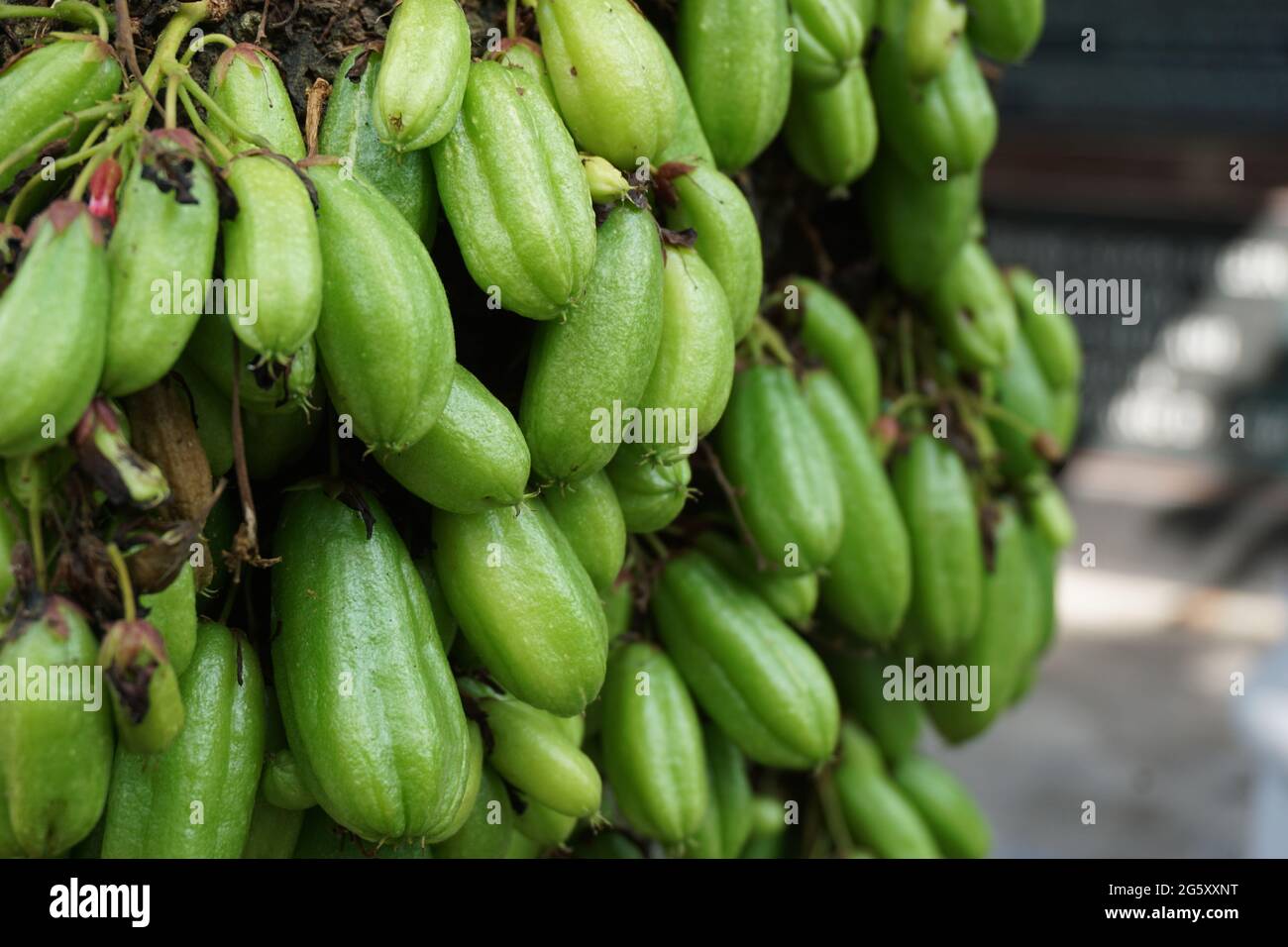 Are Bananas Good For The Puli