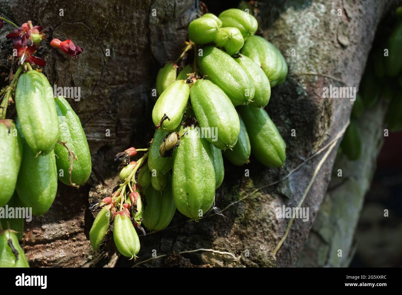 Averrhoa bilimbi (bilimbi, cucumber tree, tree sorrel, belimbing sayur ...