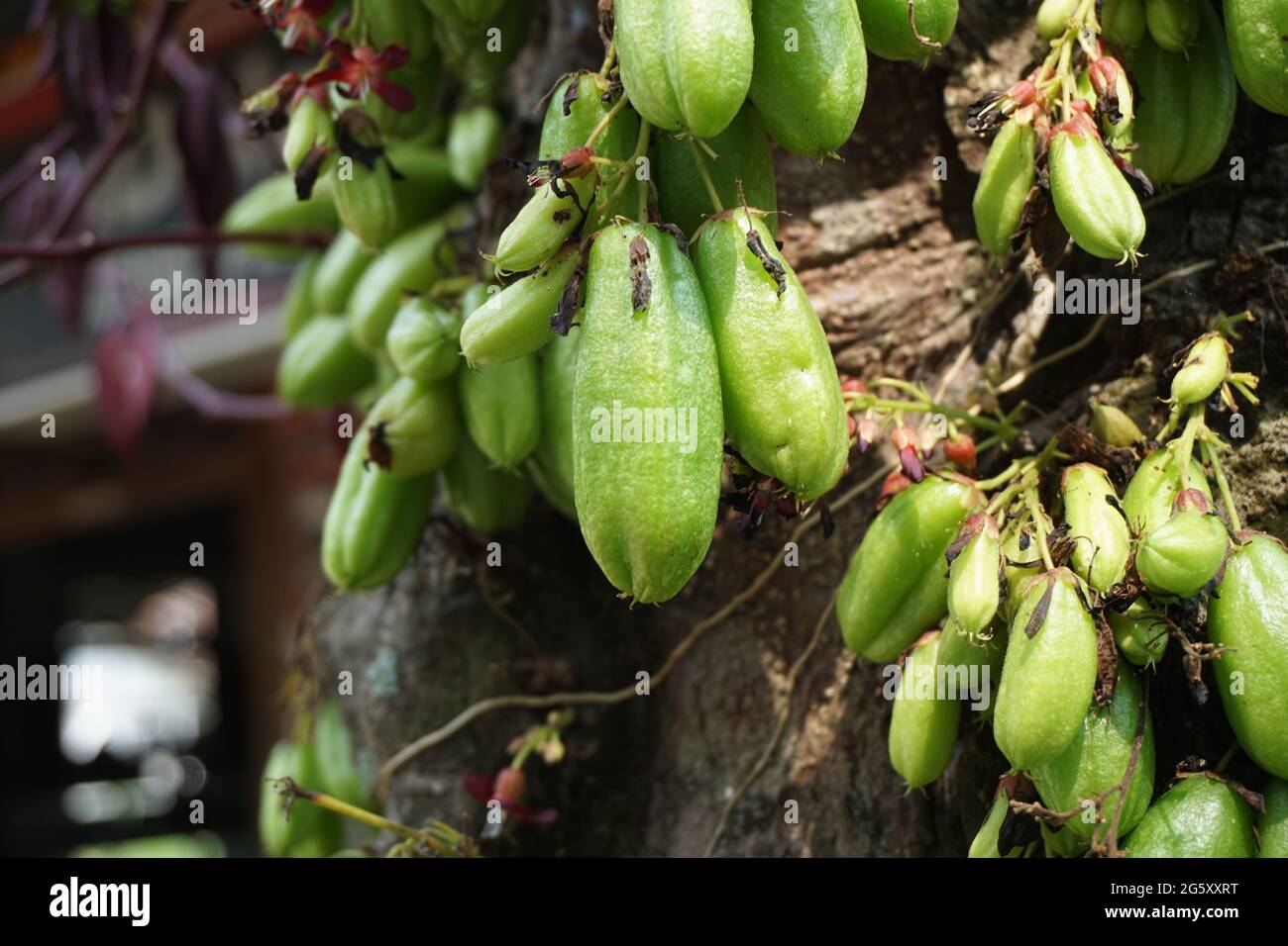 Averrhoa bilimbi (bilimbi, cucumber tree, tree sorrel, belimbing sayur ...