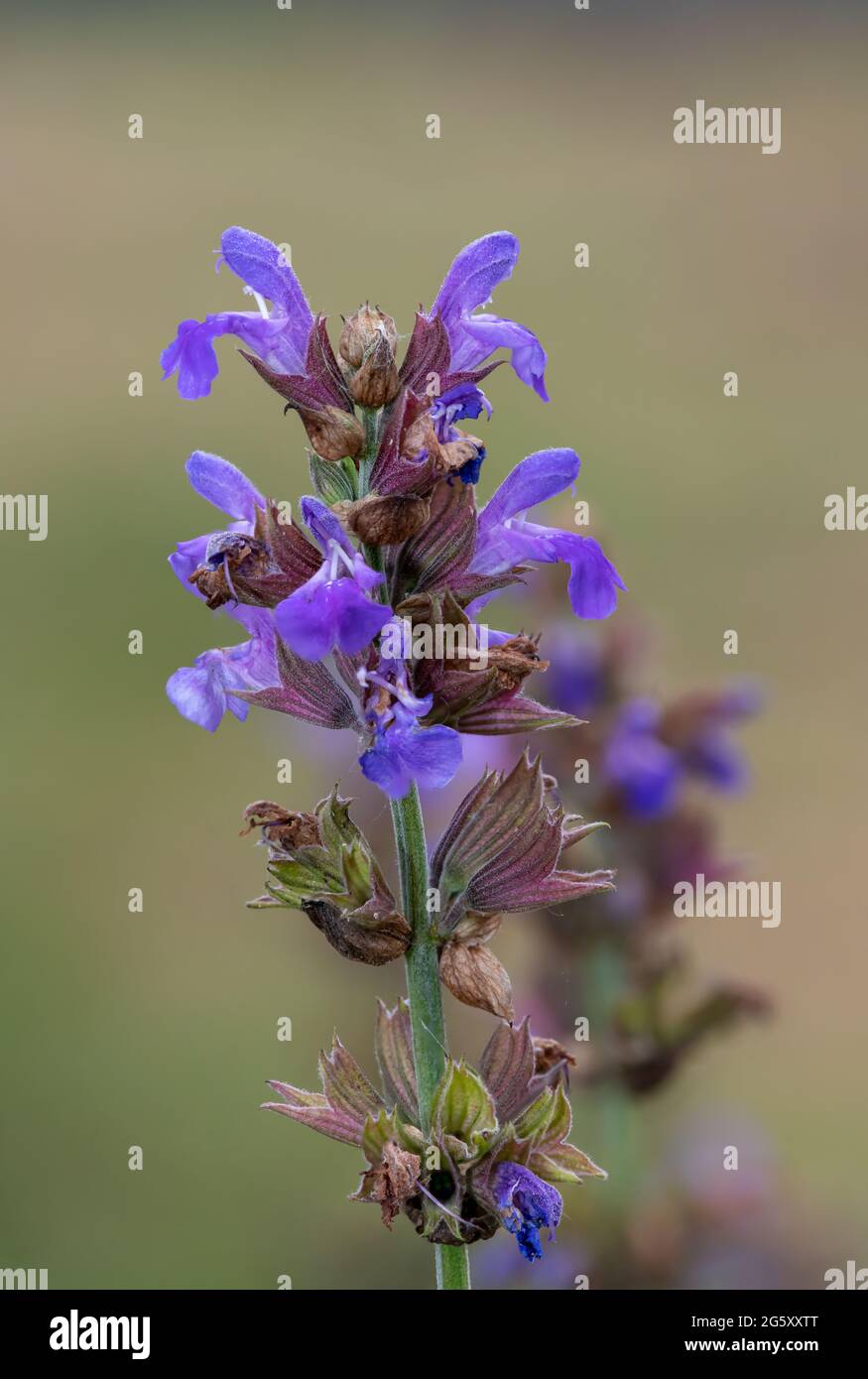 Close up of a garden sage (salvia officinalis) plant in bloom Stock ...
