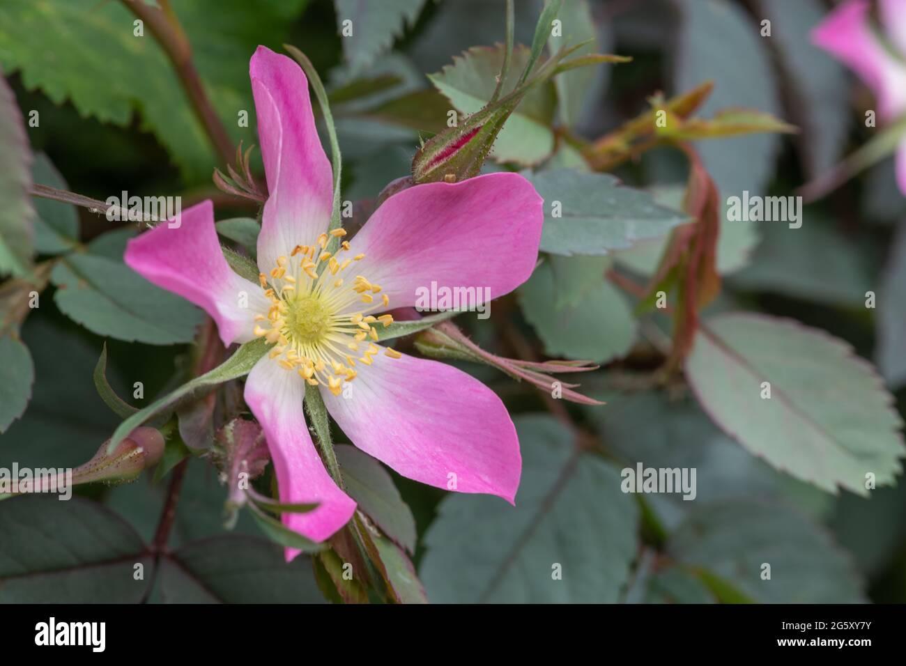 Close up of a red leaved rose (rosa glauca) flower in bloom Stock Photo ...
