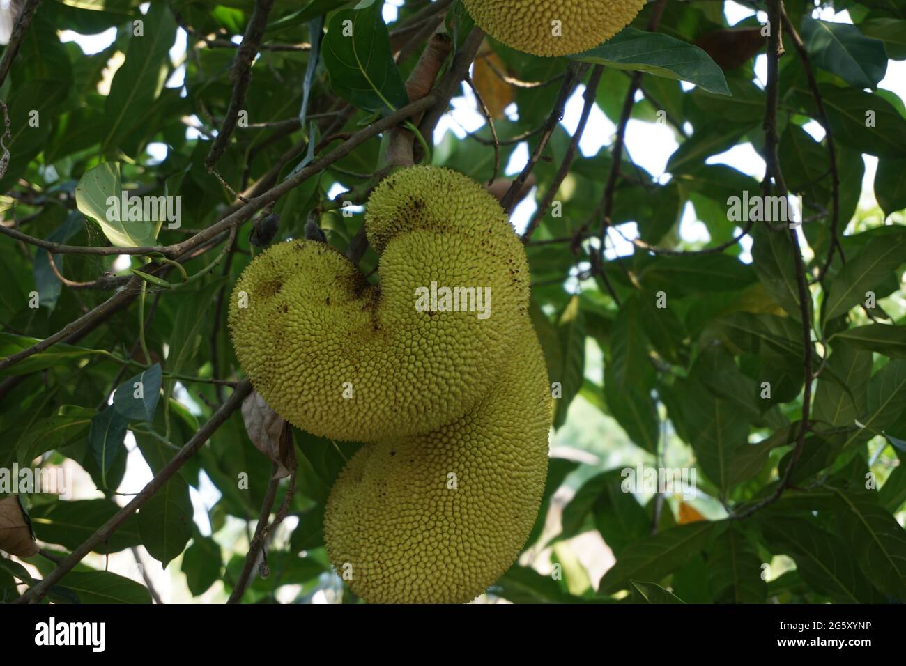 Raw jack fruit hanging on the tree. The jack fruit (also known as jack ...