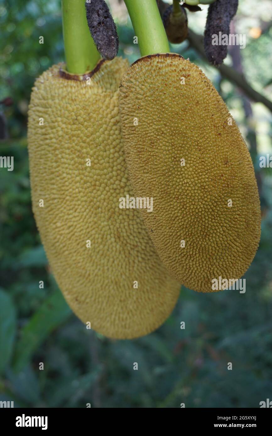 Raw jack fruit hanging on the tree. The jack fruit (also known as jack ...