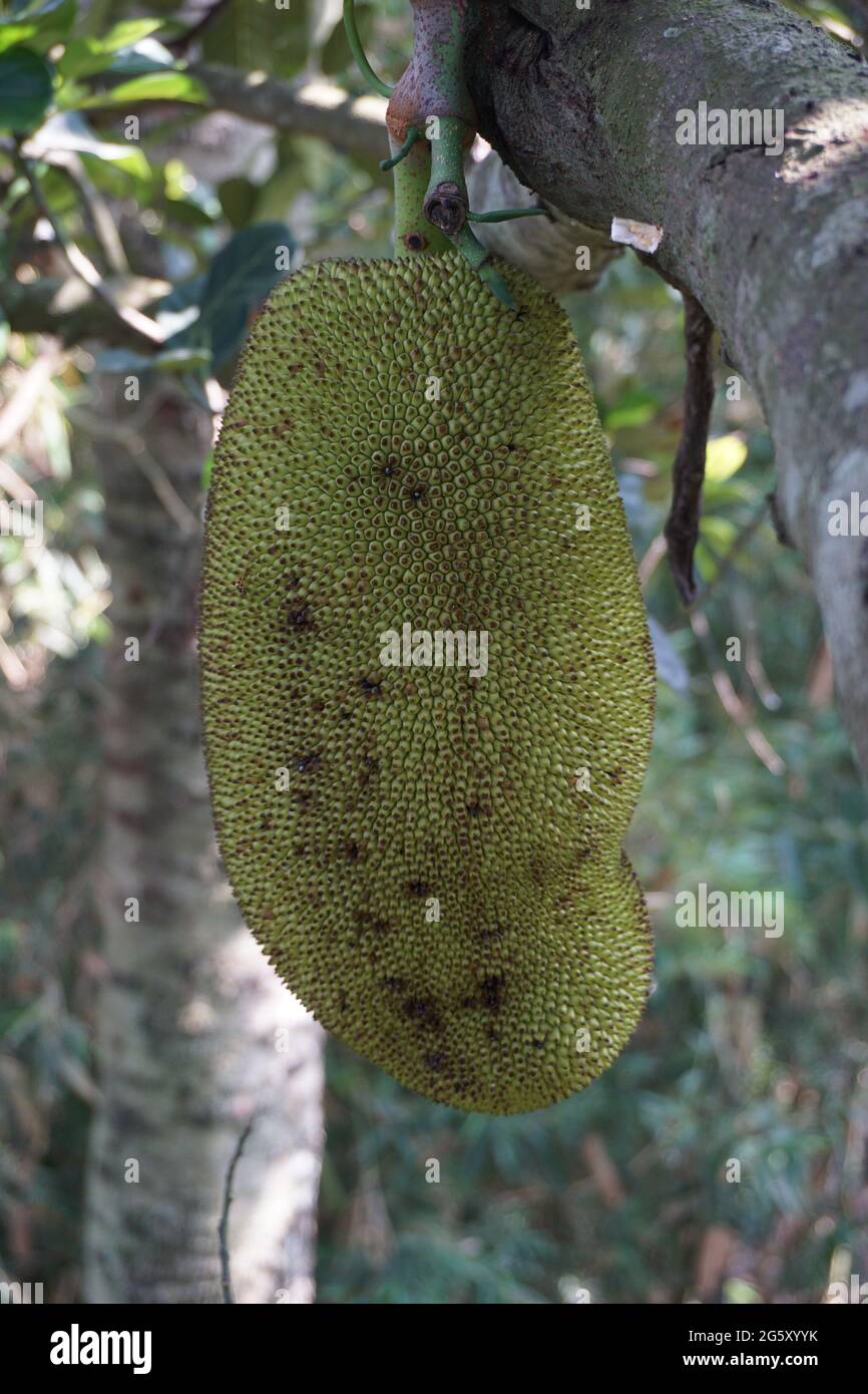 Raw jack fruit hanging on the tree. The jack fruit (also known as jack ...