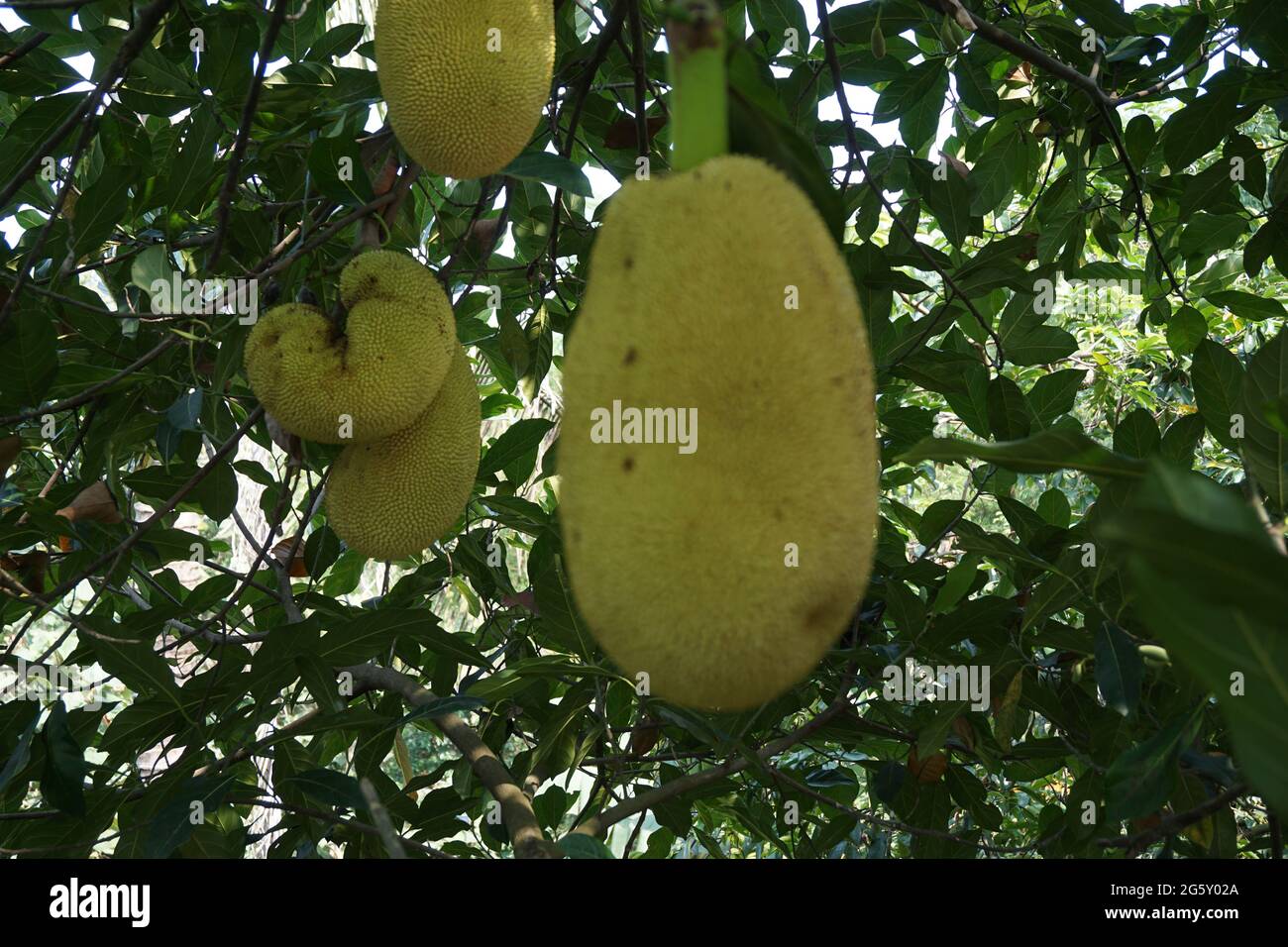 Raw jack fruit hanging on the tree. The jack fruit (also known as jack ...