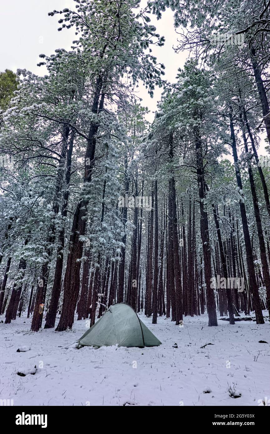 Camping in the snow on the Mogollon Rim, Mormon Lake, Arizona, U.S.A ...