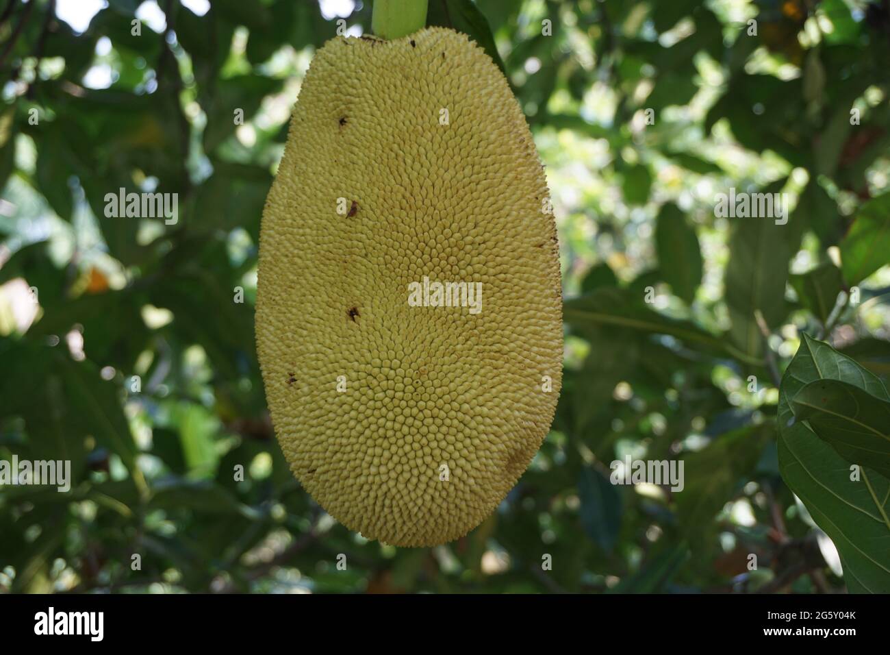 Rotten jack fruit hi-res stock photography and images - Alamy