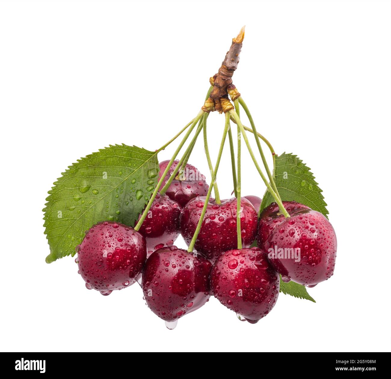 Wet closeup Cut Out Stock Images & Pictures - Alamy