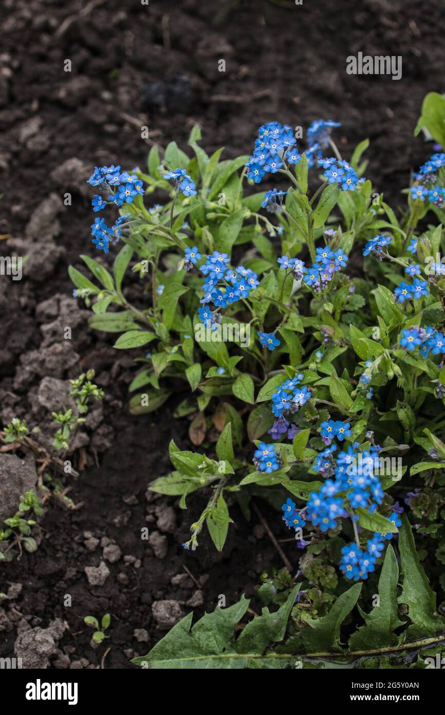 spring forget-me-not flowers grow in bush on black earth Stock Photo ...