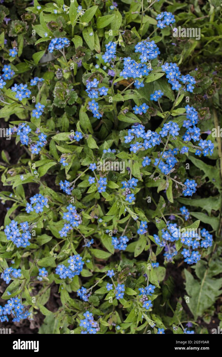 spring forget-me-not flowers grow in bush on black earth Stock Photo ...