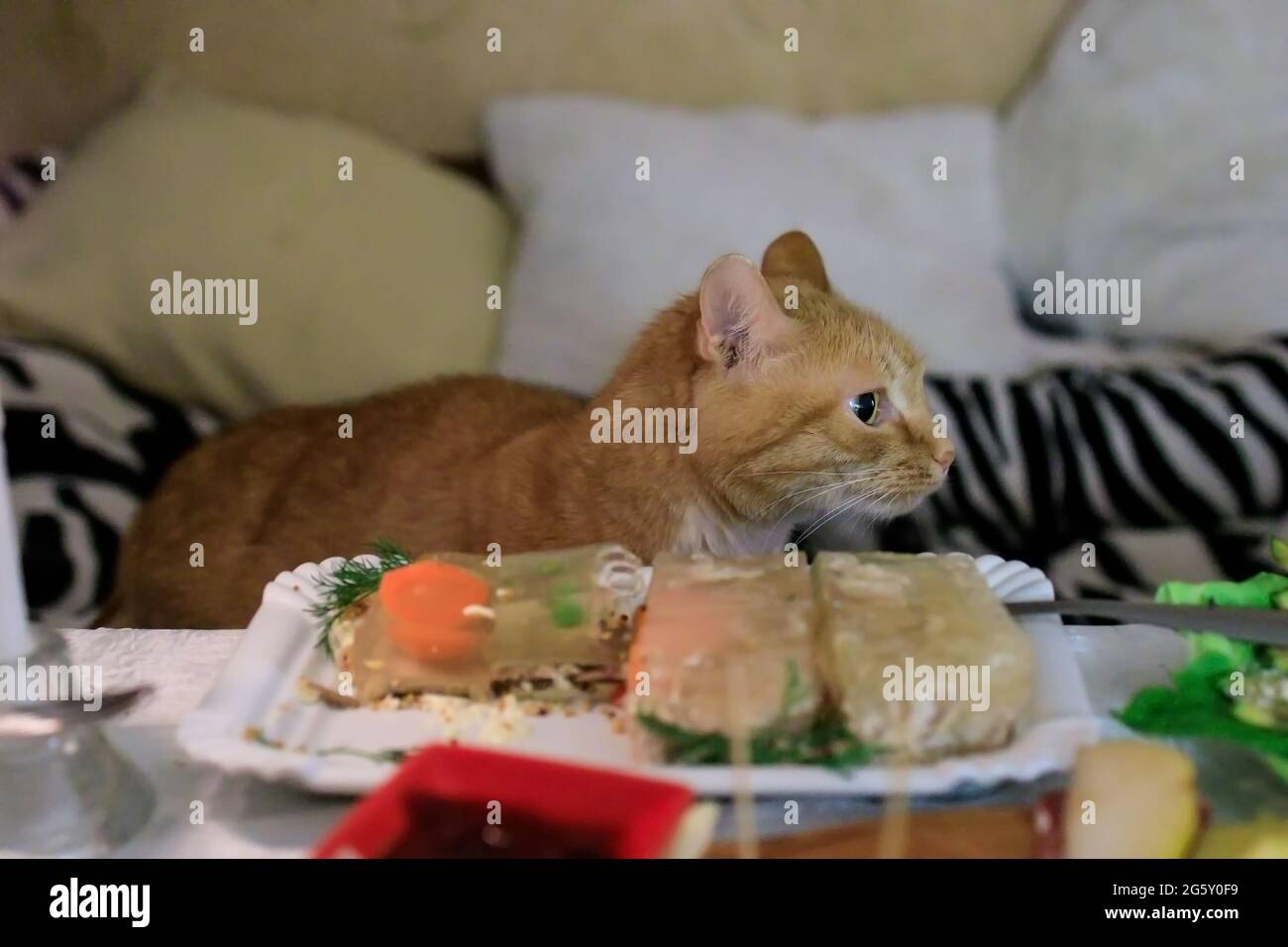 Fluffy ginger cat looks and sniffs food on the festive table Stock ...