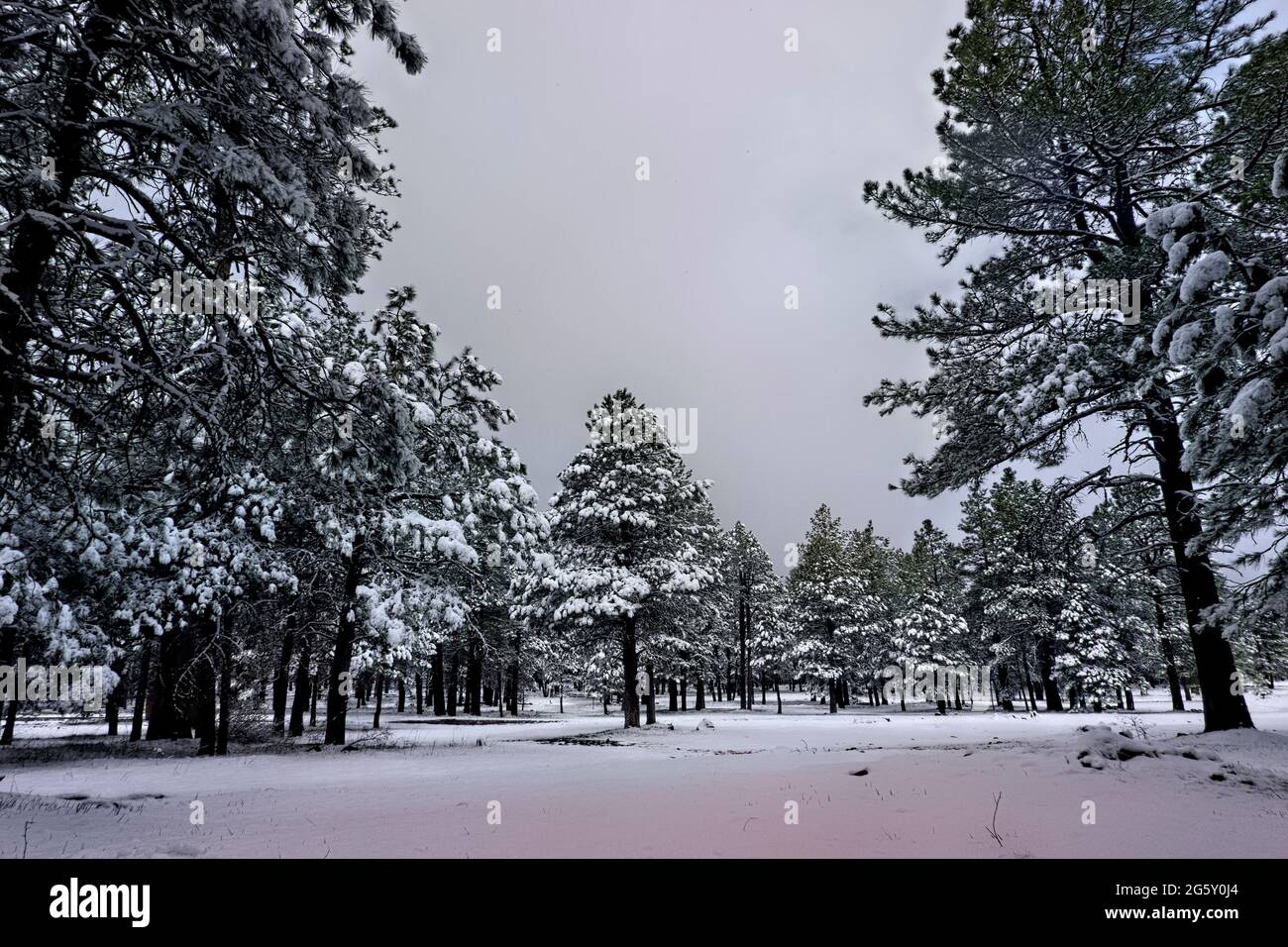Mogollon rim snow hi-res stock photography and images - Alamy