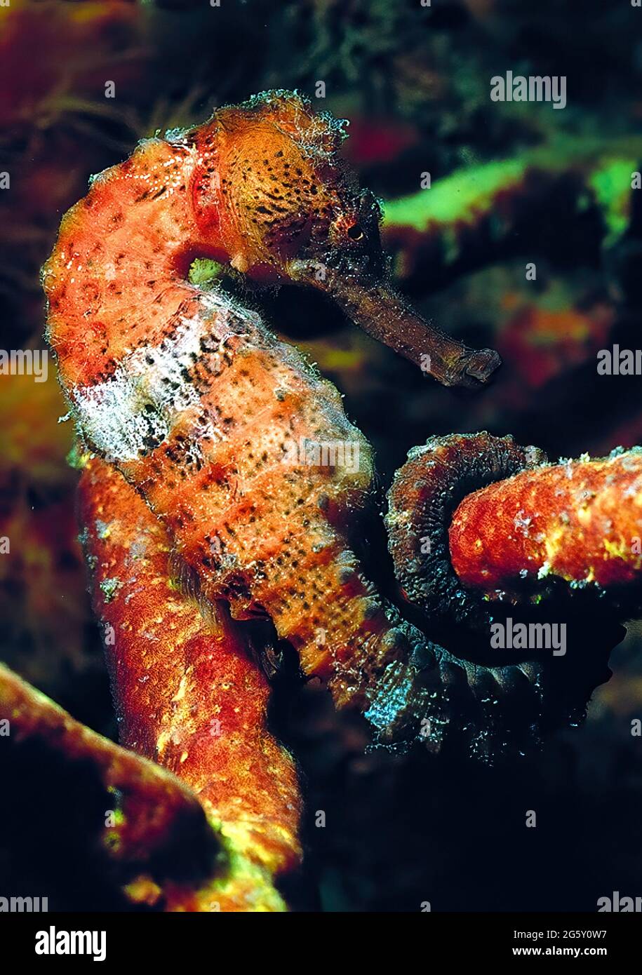Longsnout Sea Horse High Resolution Stock Photography and Images - Alamy