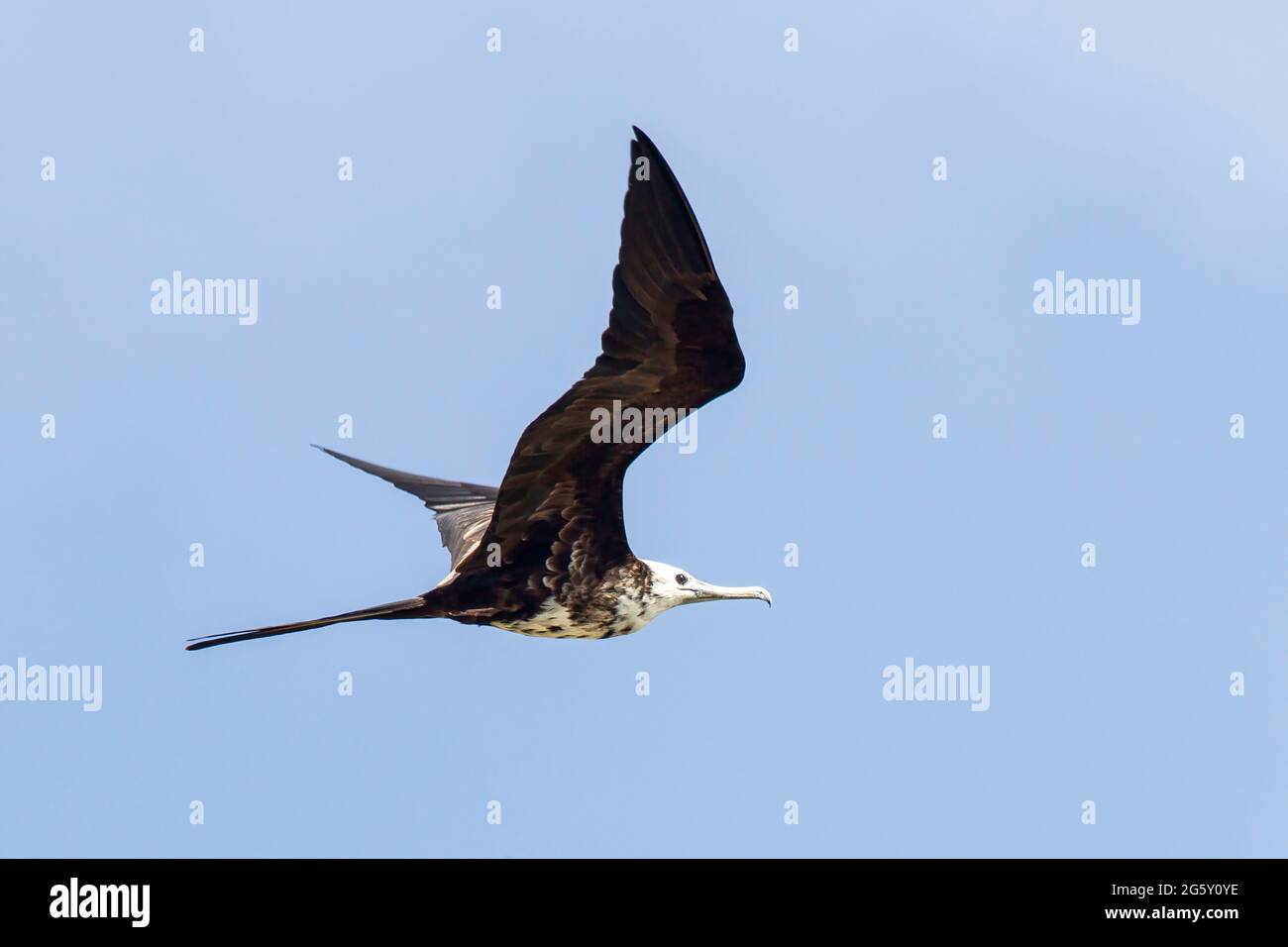magnificent frigatebird, Fregata magnificens, single bird in flight ... magnificent frigatebird, Fregata magnificens, single bird in flight ...