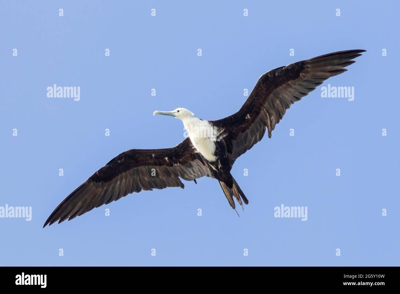 magnificent frigatebird, Fregata magnificens, single bird in flight ... magnificent frigatebird, Fregata magnificens, single bird in flight ...