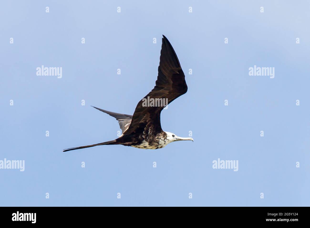 Frigatebird caribbean hi-res stock photography and images - Alamy