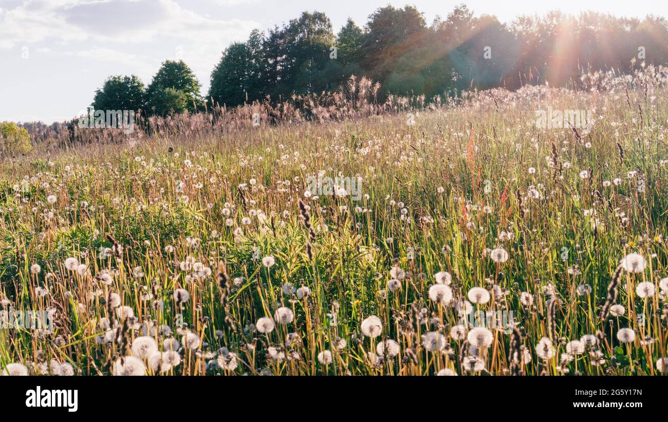 Atmospheric floral background in boho style with copy space. A ...