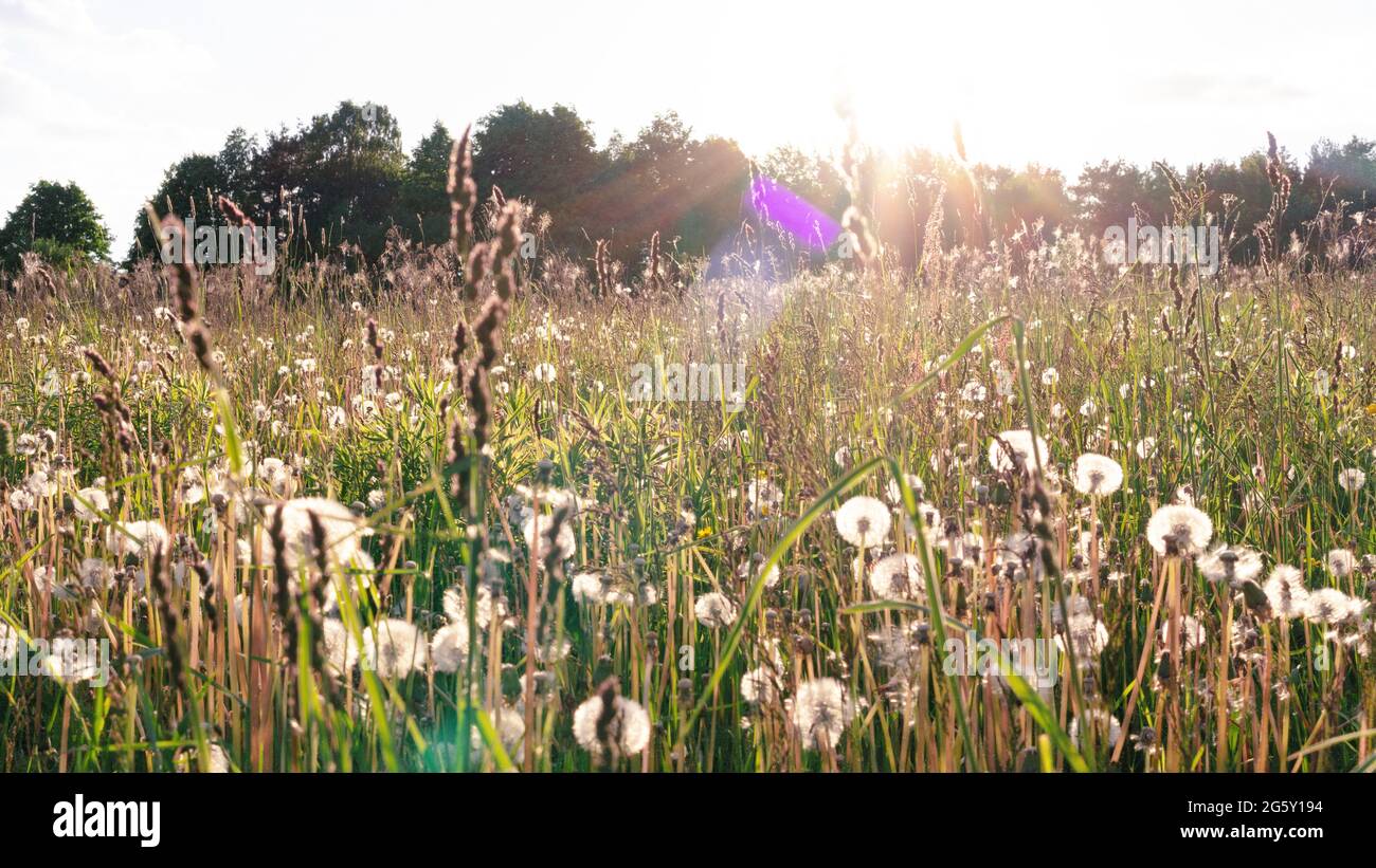Country Field Backgrounds
