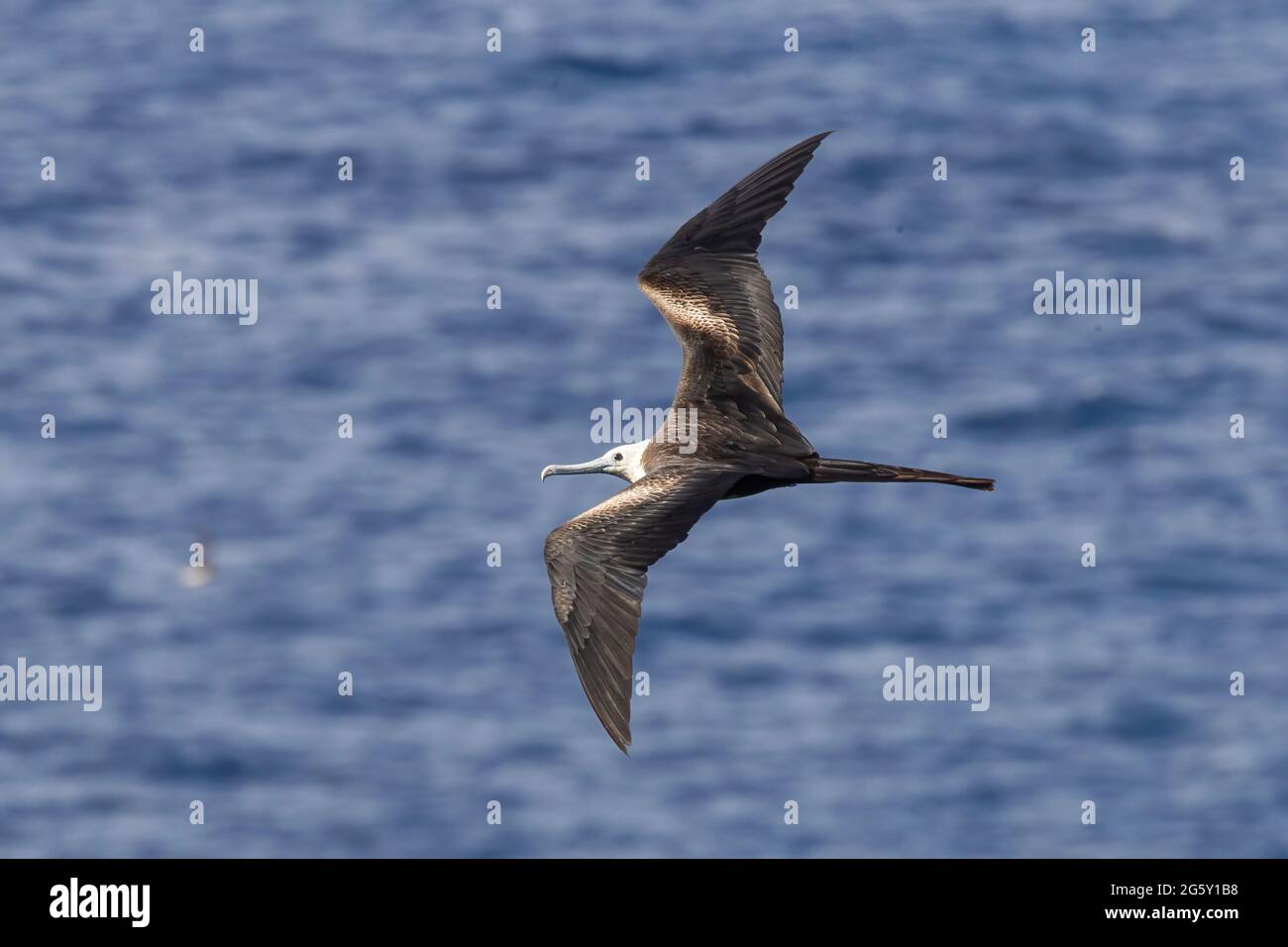 magnificent frigatebird, Fregata magnificens, single bird in flight ... magnificent frigatebird, Fregata magnificens, single bird in flight ...