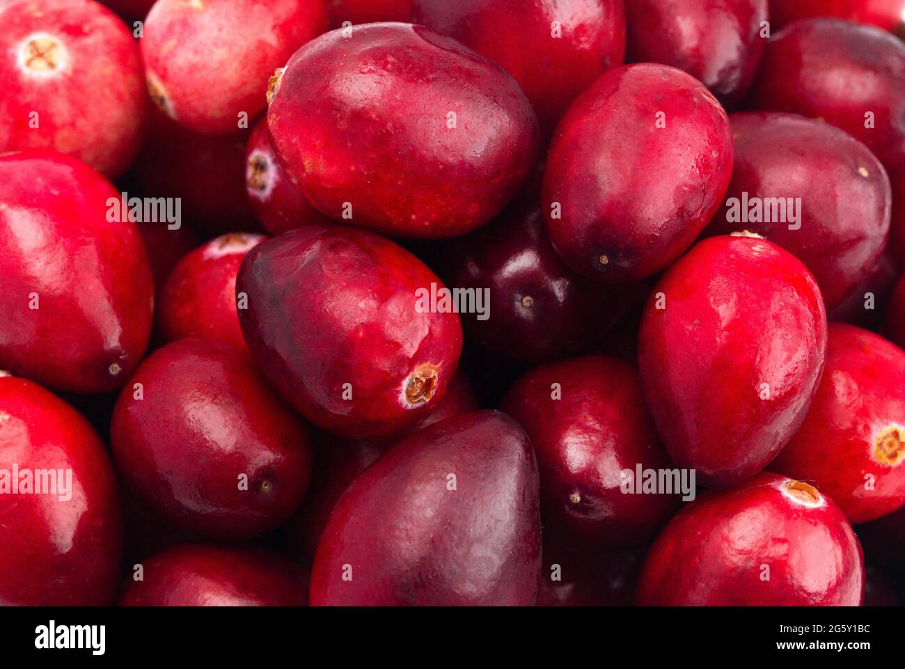 A Background of Fresh Round Red Cranberries Stock Photo - Alamy