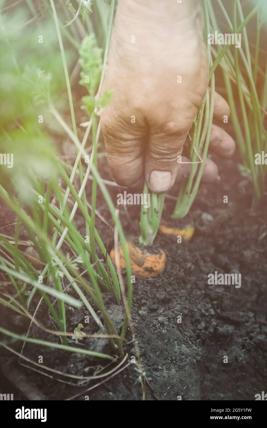Harvesting organic carrots in the vegetable garden. Cropped female ...