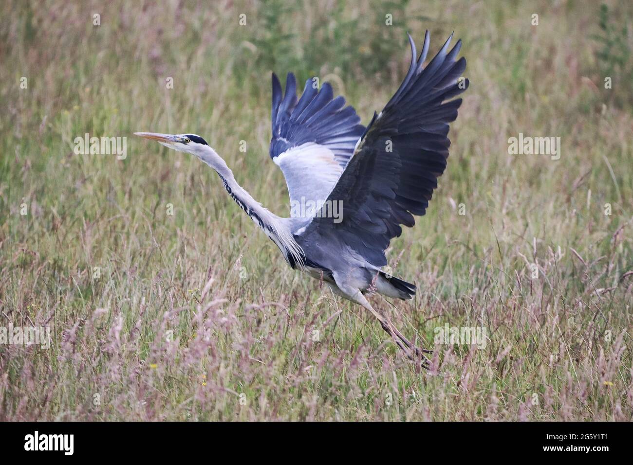 Grey Heron in flight at Hopwood Woods, Middleton Stock Photo - Alamy
