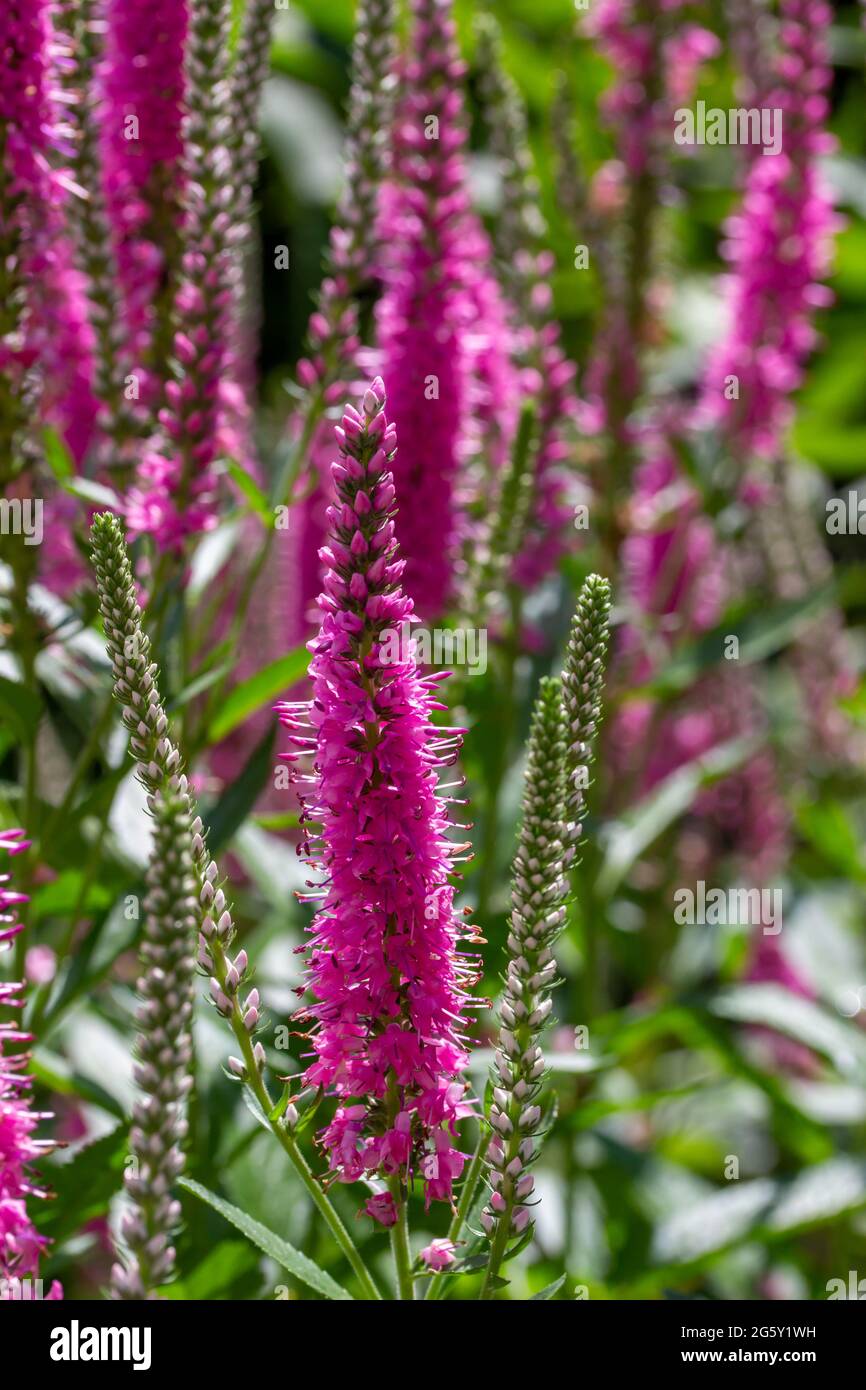 This image shows a close-up view of bright pink veronica spicata ...