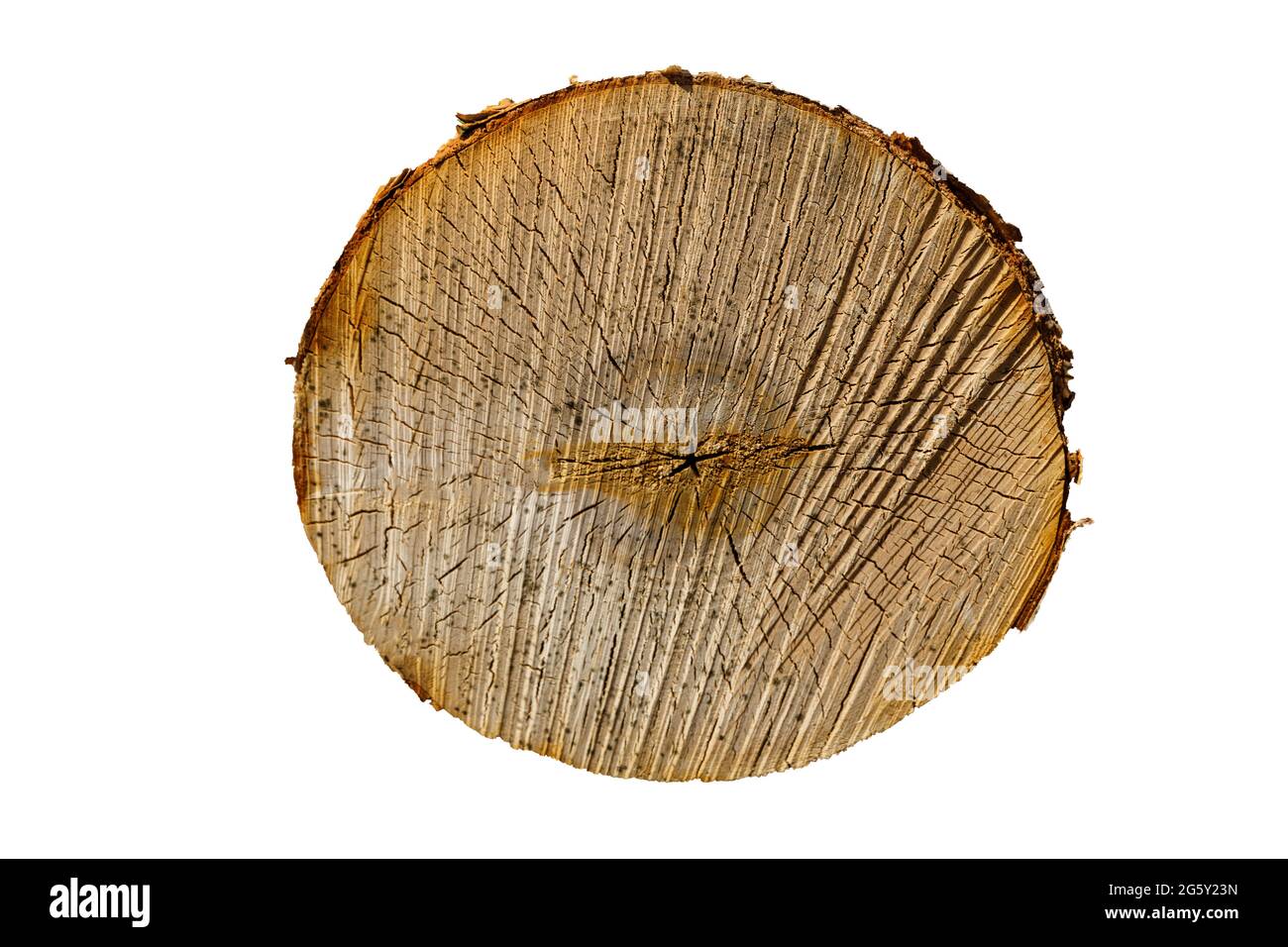 Cross section of a tree trunk Cut Out Stock Images & Pictures - Alamy
