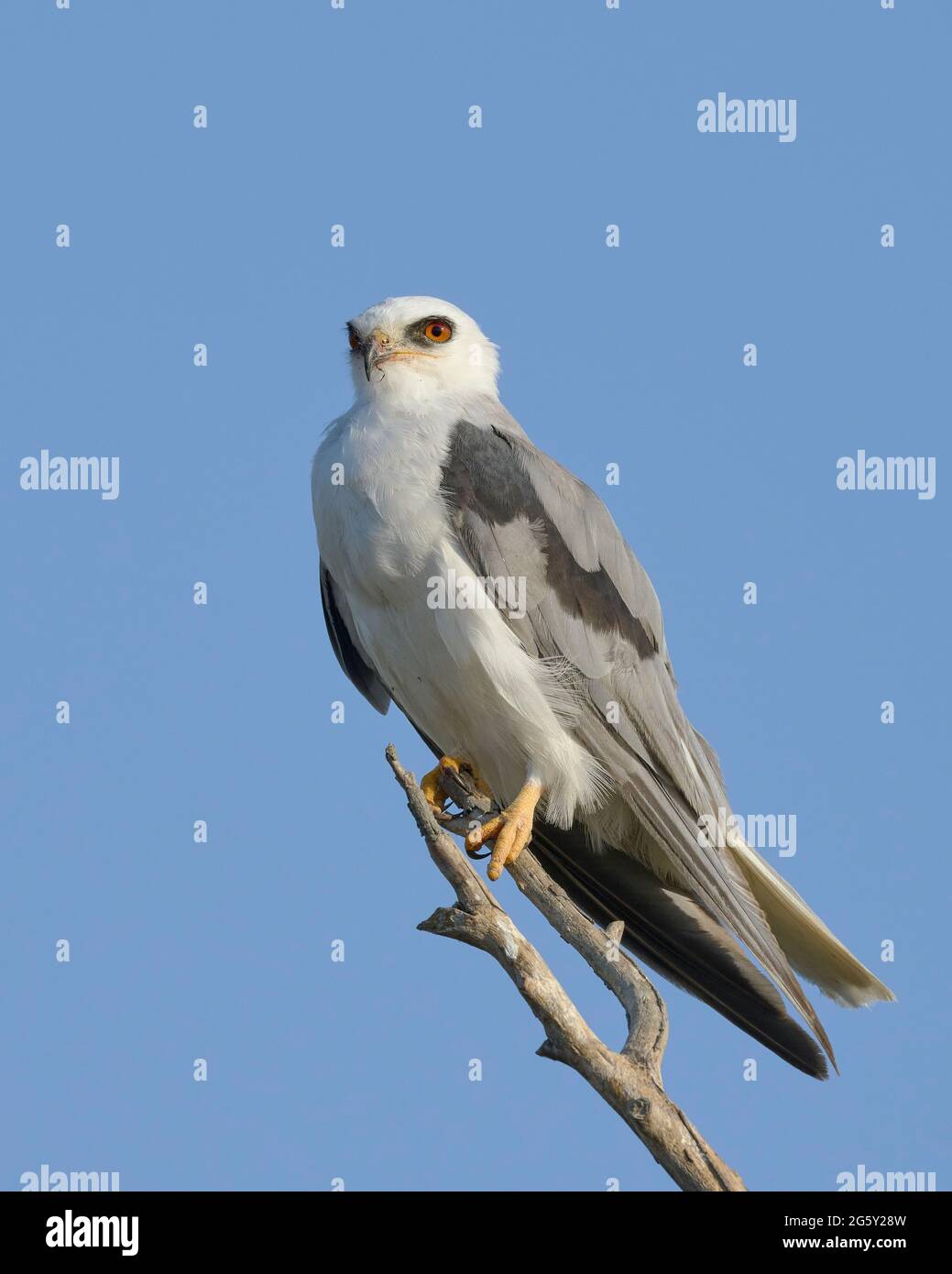 White-tailed Kite (Elanus leucurus) with full crop, Yolo County near ...