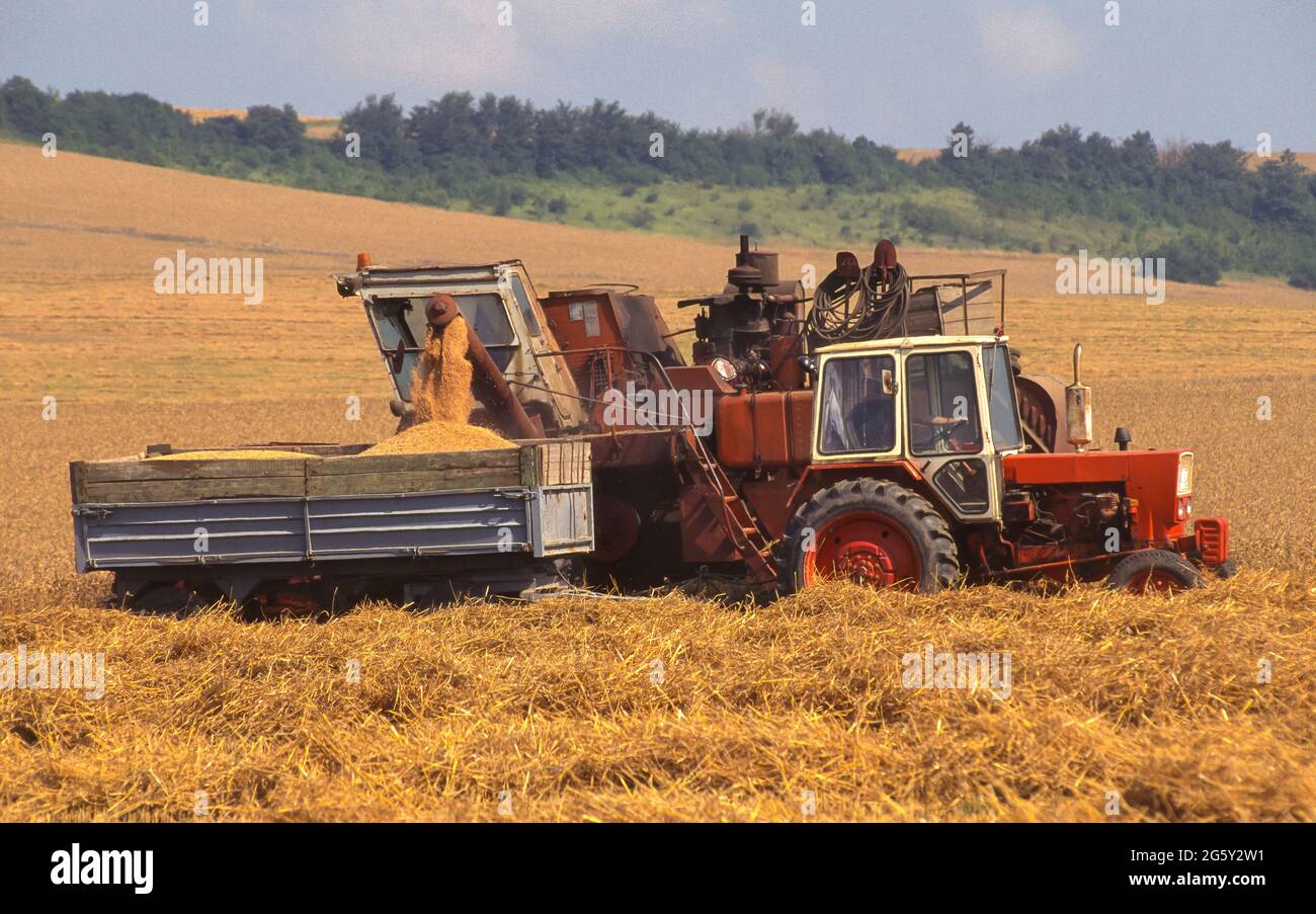 POPOVO, BULGARIA - Combine harvesting wheat in farm field in northeast ...