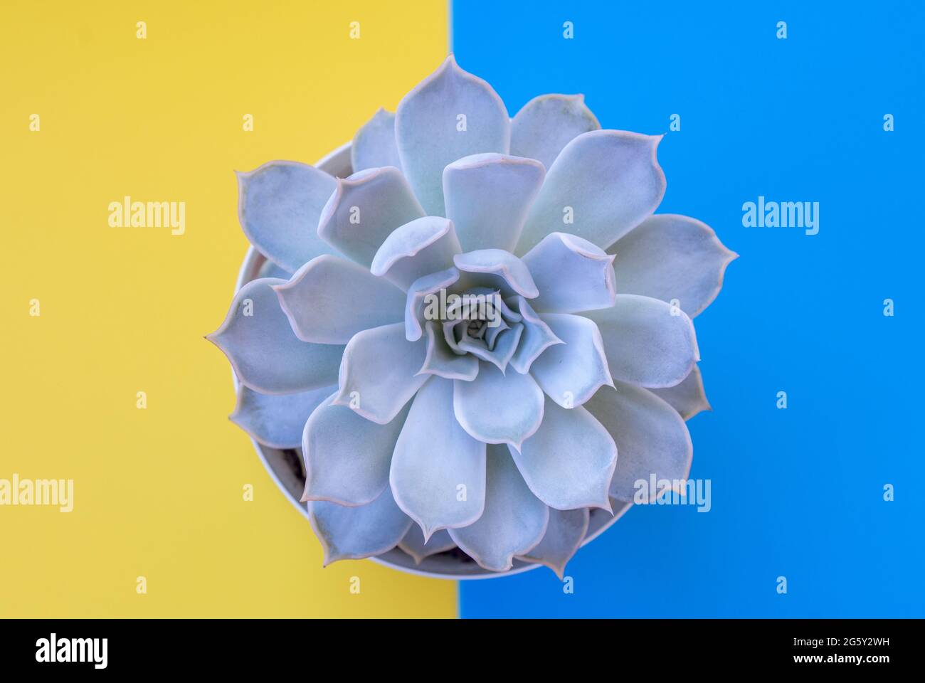 A succulent in a pot on a yellow-blue background. View from the top ...